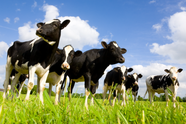 Boeuf Holstein – Starsavor