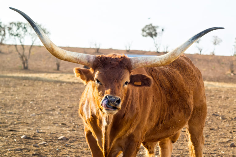 Boeuf Cachena – Starsavor